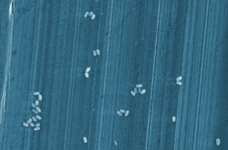 Low-Spore Milk Production | Dairy Processing | QualiTru