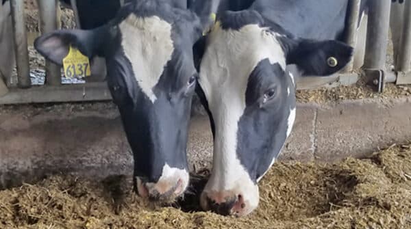 Raw Milk String Sampling | Feed Ration Efficiency | QualiTru